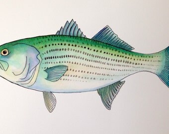 Bass watercolor | Etsy