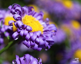 Popular items for curly flower on Etsy