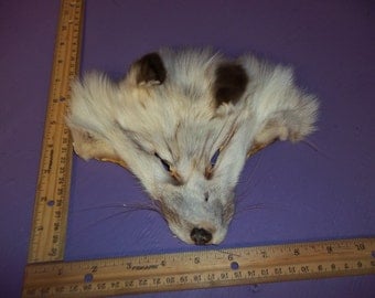 real animal fur Tanned red fox face head taxidermy skin pelt