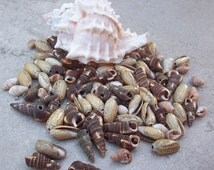 Popular items for drilled sea shells on Etsy