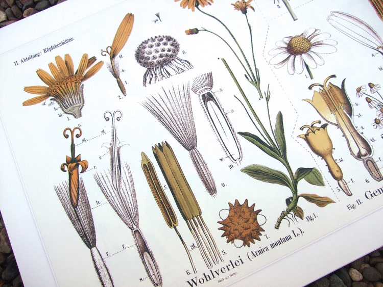 Botanical Educational Chart of Dandelion and by paperwords11