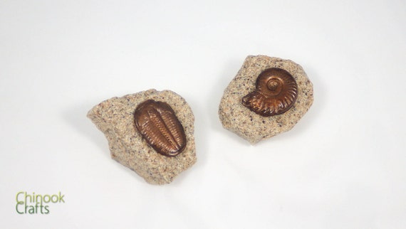 Pokemon Helix Fossil