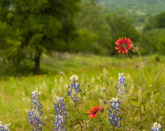 Texas Flowers Nature photography by LynScottPhotography on Etsy
