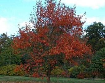 Tupelo tree seeds | Etsy