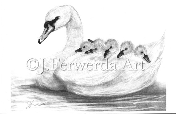 Pencil Drawing Print Seven Swans A Swimming Day 349