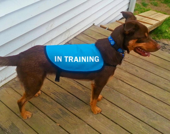 In Training Dog Jacket Vest