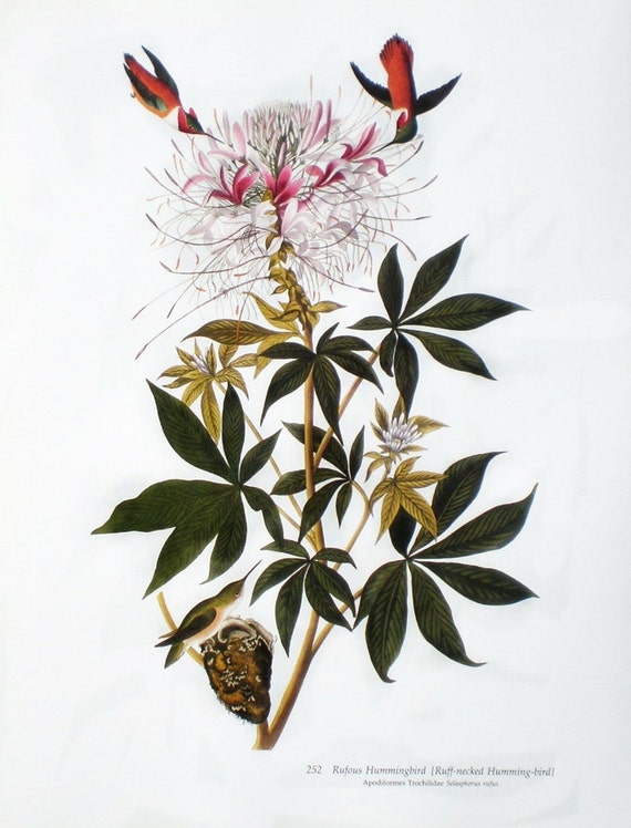 Vintage Audubon Hummingbird Print Book Plate by AnnesAccumulations