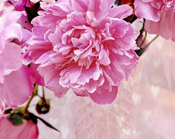 Peony Photography French Peonies Still Life Fine Art