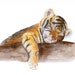Tiger Art Baby Room Decor Tiger Watercolor Tiger by TinyToesDesign