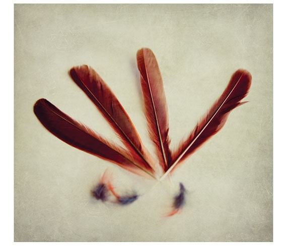 Scanned Feather Photography