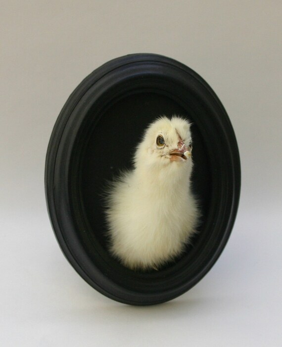 Wall mounted chicken taxidermy animal mount trophy in a