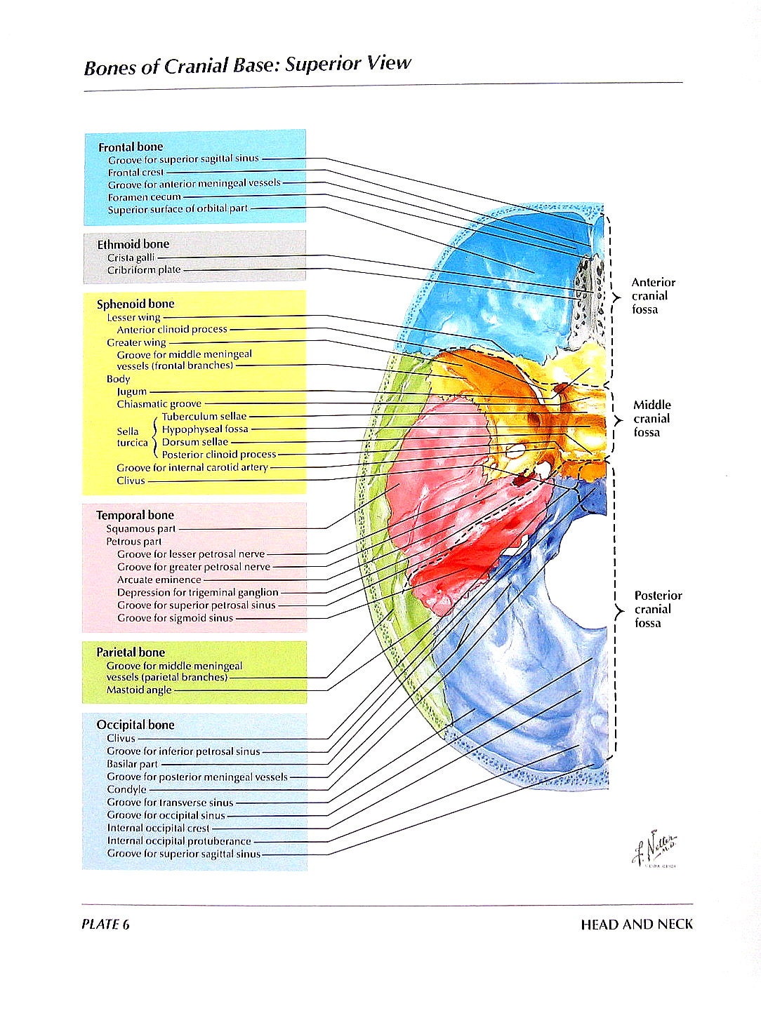 Anatomy Print Skull Cranial Base Inferior View Superior