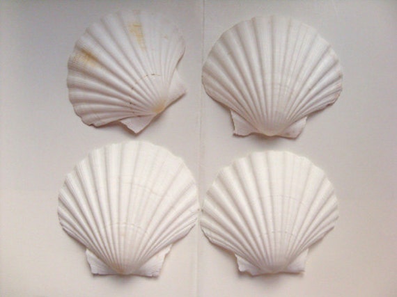 Scallop shells large seashells shell for candles serving