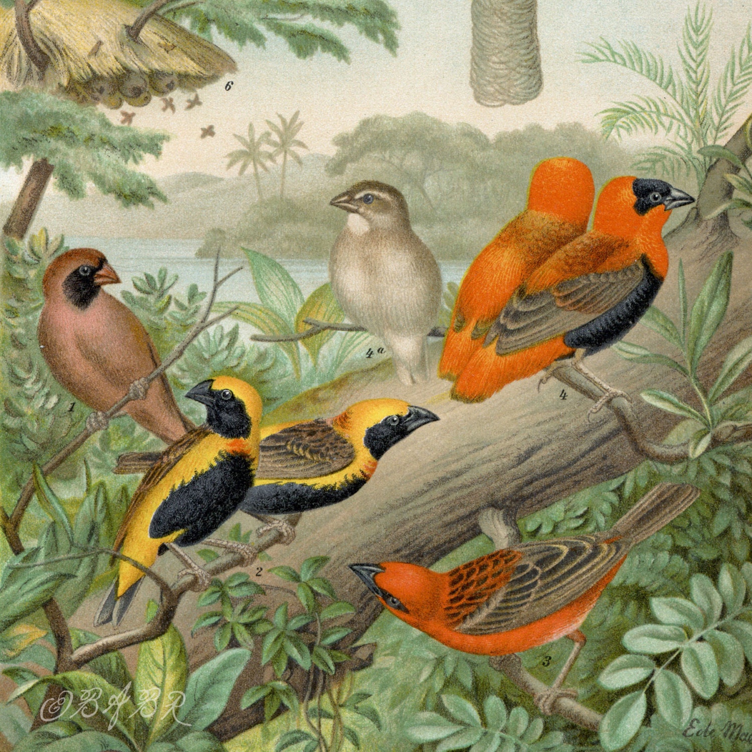 INSTANT DOWNLOAD Weaver Birds Late 1800s by BackAlleysBackRoads