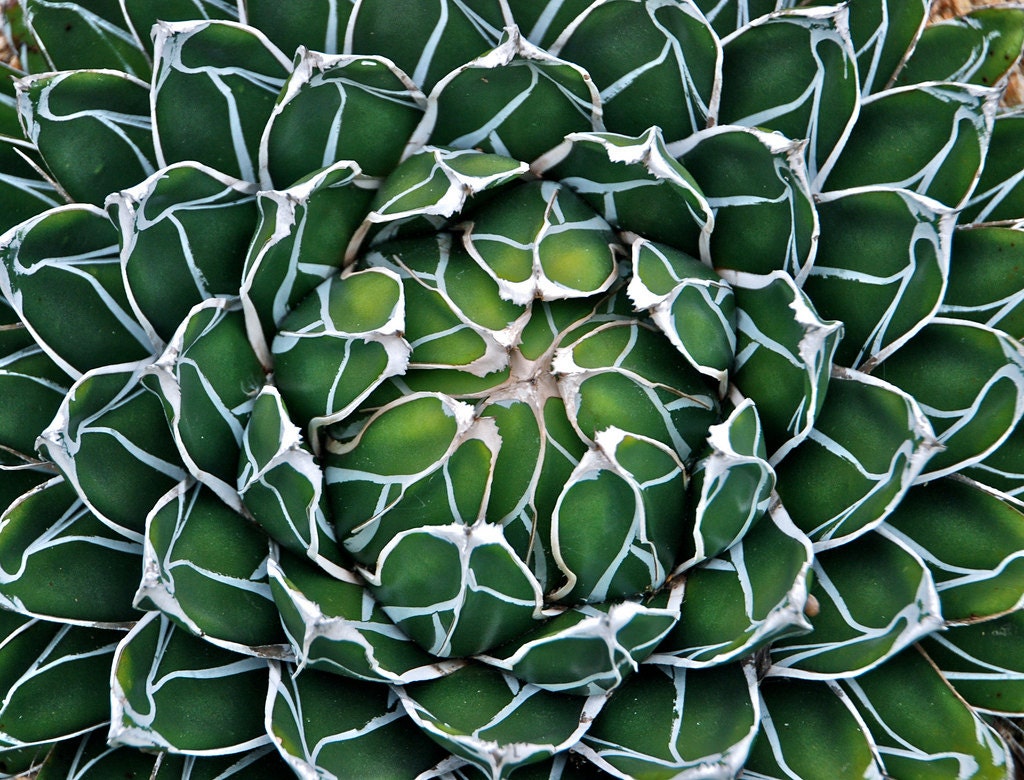 Agave victoriae reginae Queen Victoria Agave 20 seeds