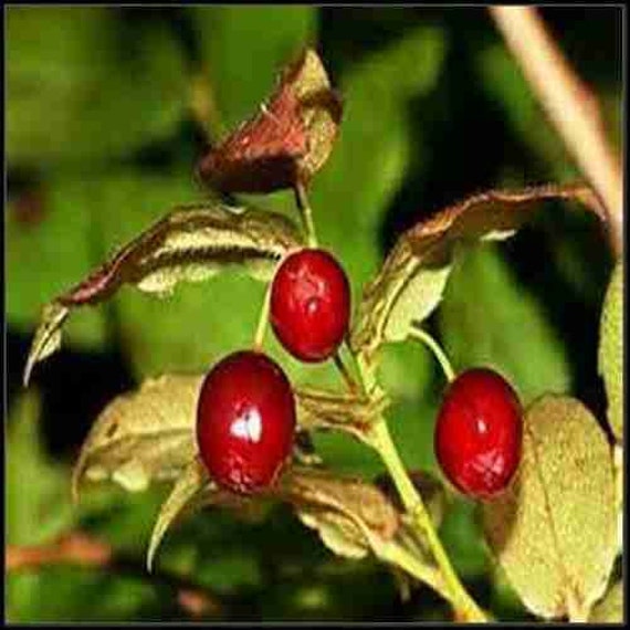 Mountain Cranberry Bush Seeds Vaccinium Vitis-idaea 50Seeds