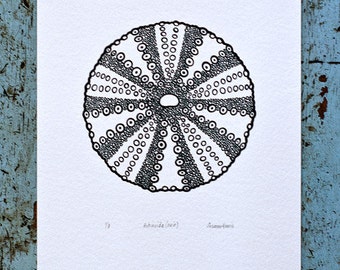 Sand Dollar / Clypeasteroida II 'specimen' dark