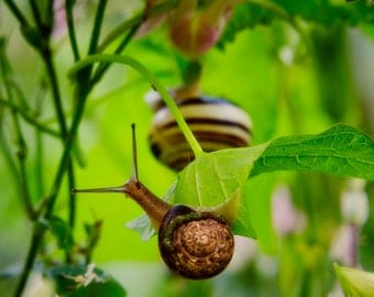 Shell animals | Etsy