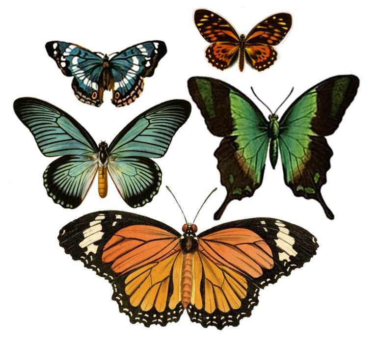 Vintage Large Butterfly Temporary Tattoos Flutter