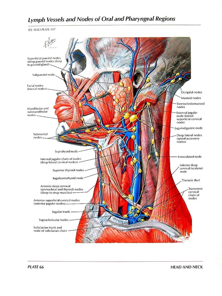 Anatomie Nerven der Mund Kiefer und Pharynx von mysunshinevintage