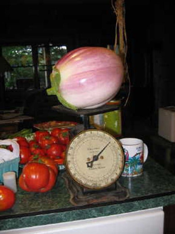 20 Giant Eggplant Seeds-1133B
