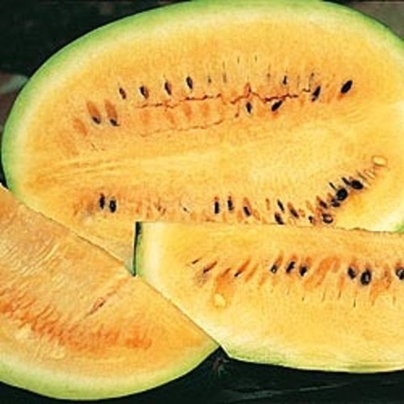 10 Desert Watermelon Seeds-1158