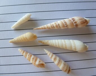 Popular items for maui sea shells on Etsy