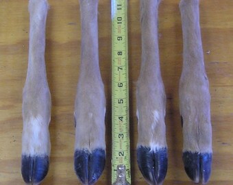 4 Preserved Straight Deer Legs