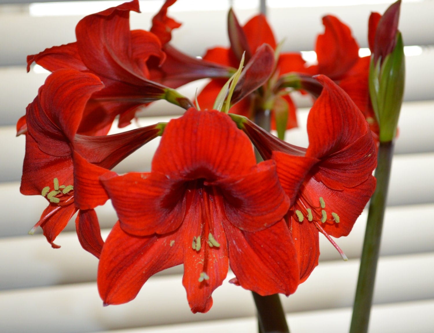 ON SALE Amaryllis Mini-Red Flower 2015 Seeds by SeedGenie on Etsy
