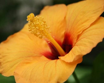Hawaiian hibiscus | Etsy