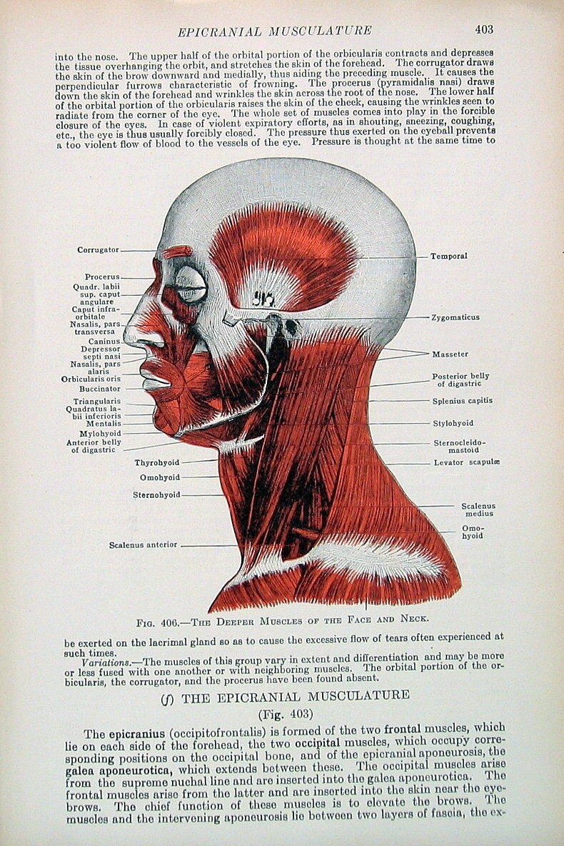 Human Anatomy Deeper Muscles of the Face and Neck 1933