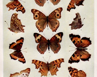 Popular items for specimen chart on Etsy