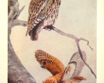 Popular items for screech owl on Etsy