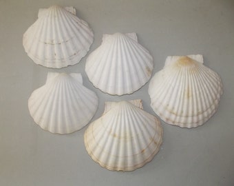 1 Extra large sea shell/ Home Decor / Nautical Theme / Wedding Decor ...