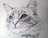 Items similar to Graphite and colored pencil cat drawing. on Etsy