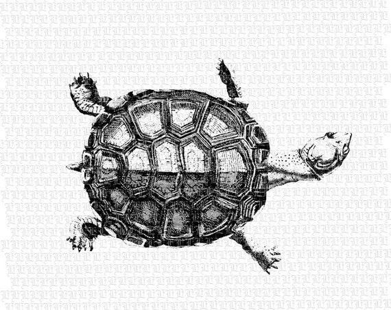 Turtles Vintage Animals Clip Art Illustrations Antique