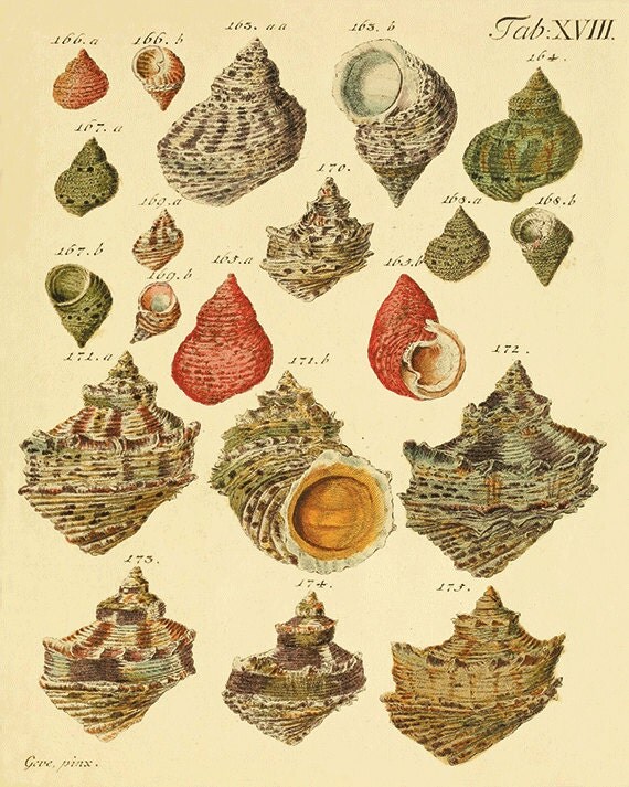 Antique Sea shell art print vintage nautical art print sea art