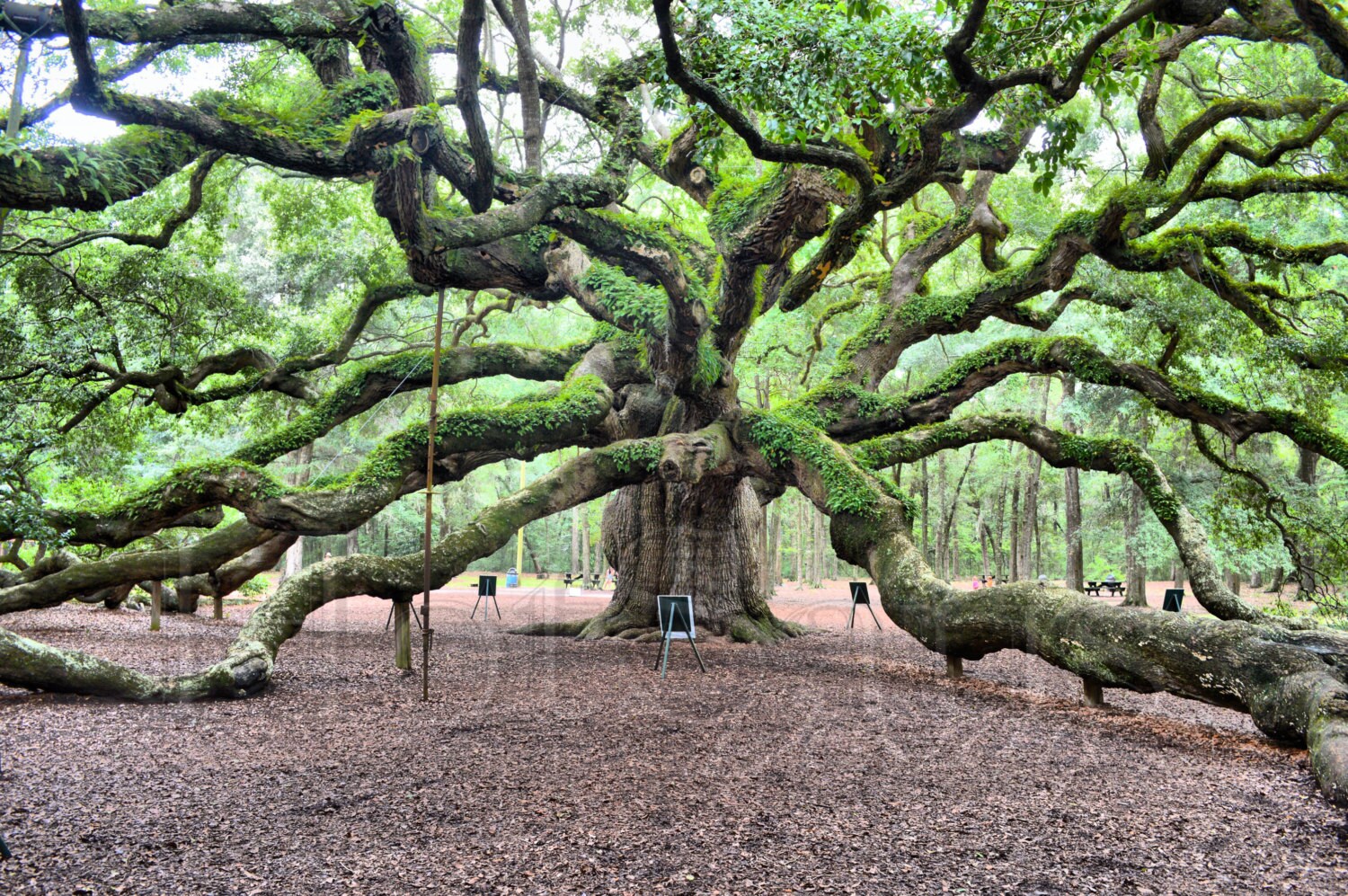 Nature Photography Angel Oak Charleston SC Ancient Tree Forest