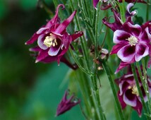 Popular items for red columbine on Etsy