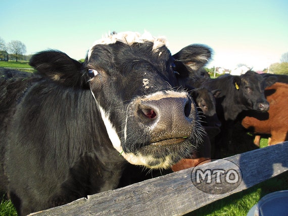 Items similar to 2 for 1 Cow Close Up Photo Color and Black & White ...