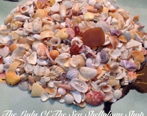 Popular items for mini sea shells on Etsy