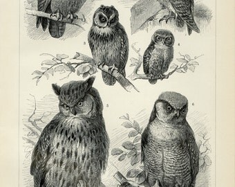 Popular items for antique owls on Etsy