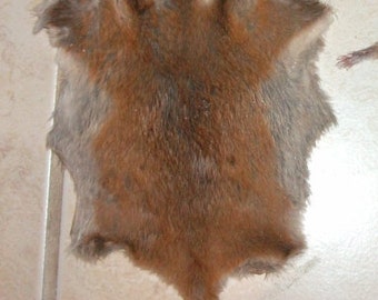 Popular items for mouse taxidermy on Etsy