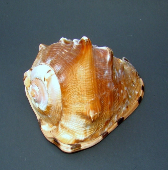 135mm KING HELMET Sea shell for your home decor, beach wedding ...