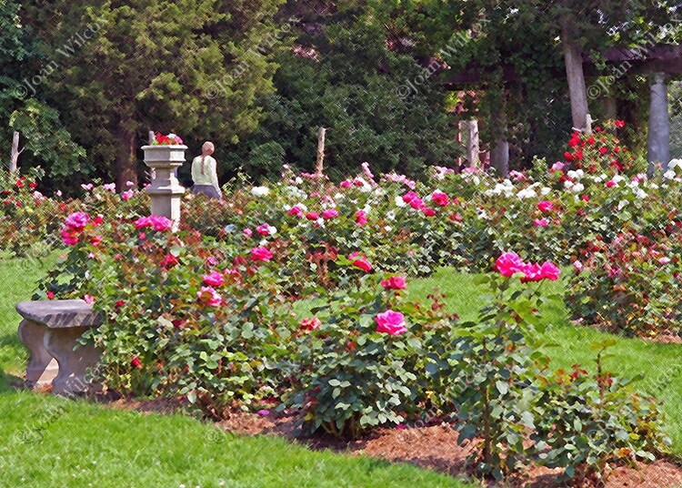 Victorian English Rose Garden Floral Fine Art by JWPhoto on Etsy