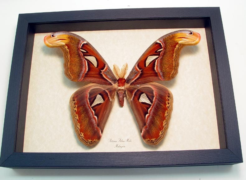 Real Framed Giant Snakehead Atlas Moth Male by REALBUTTERFLYGIFTS