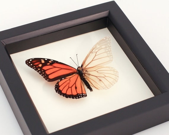 Real Monarch Butterfly Skeleton Science Oddity Curiosity