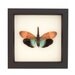 Framed Lanternfly Insect Display Pyrops by BugUnderGlass on Etsy