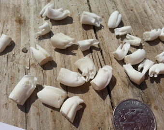 Real Animal Teeth Assorted Species 25 Pieces Stock No. by Furries