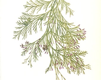 Popular items for fir tree print on Etsy